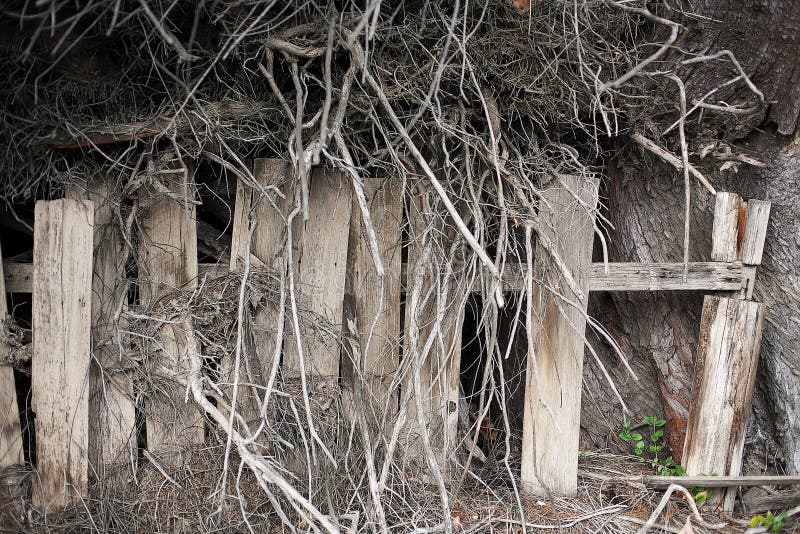 Timber picket fence stock image. Image of timber, nature - 77831797