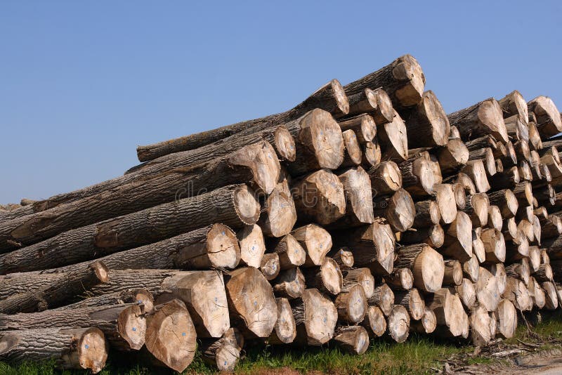 Timber pile stock image. Image of rural, pine, trunk, wood - 2649551