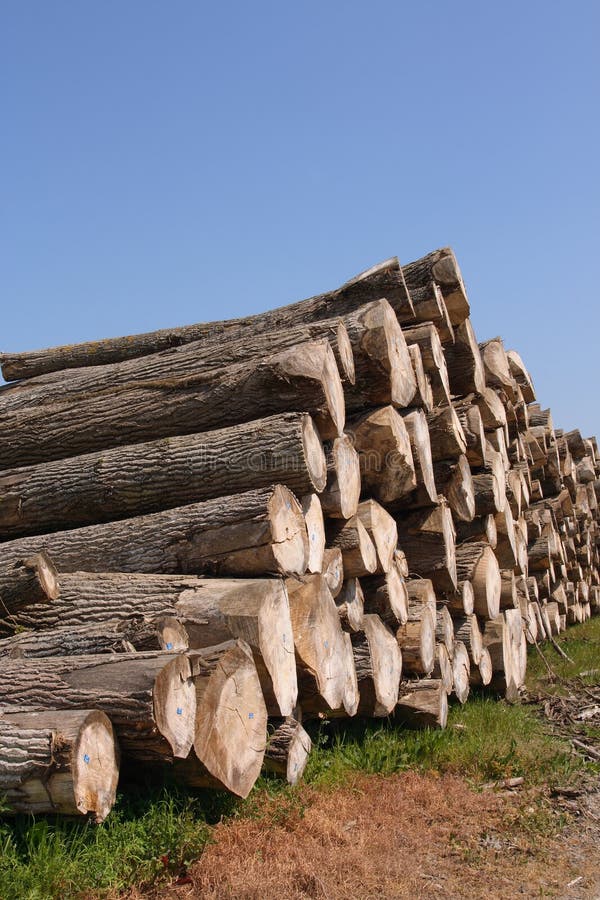 Timber pile stock image. Image of stacked, trunk, bark - 2649589