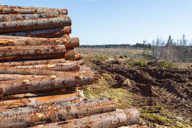 Timber pile in a landscape stock photo. Image of conifer - 72781684