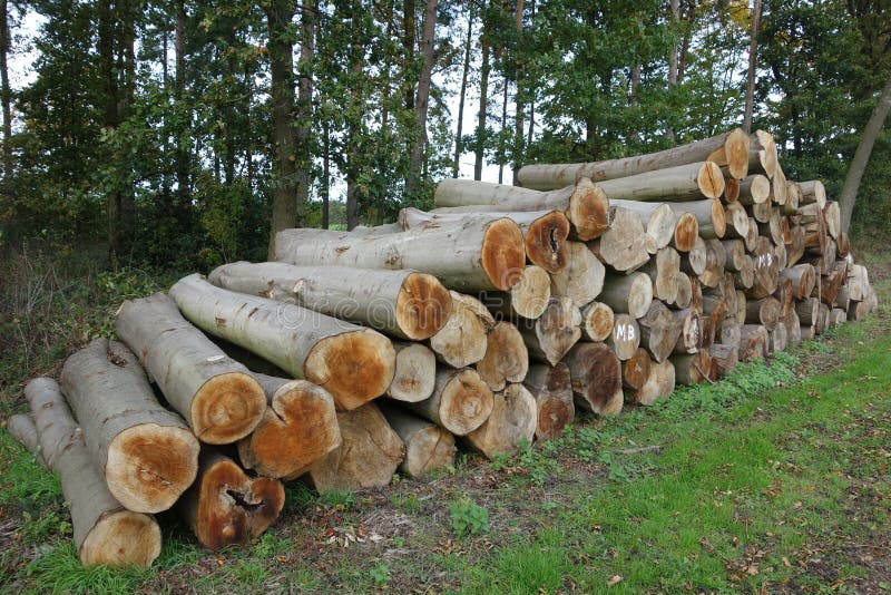 Timber Pile in a Woodland stock image. Image of logs - 164244975