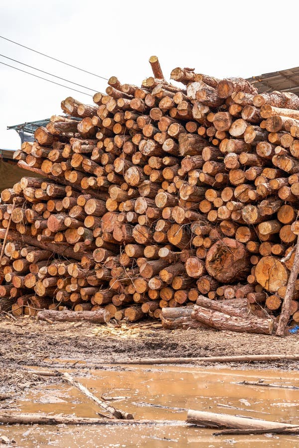 Timber Piled in a Lumber Yard, Dry Wood Material Stock Image - Image of ...