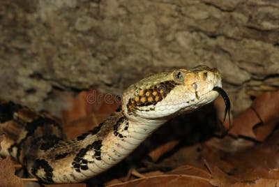 Timber rattlesnake stock image. Image of rattlesnake - 17459137