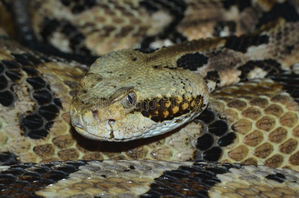 Timber rattlesnake stock image. Image of stripe, head - 20197639