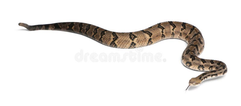 162 Timber Rattlesnake Stock Photos - Free & Royalty-Free Stock Photos ...