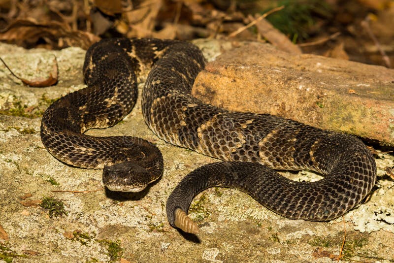Timber Rattlesnake stock photo. Image of wildlife, nature - 19952800