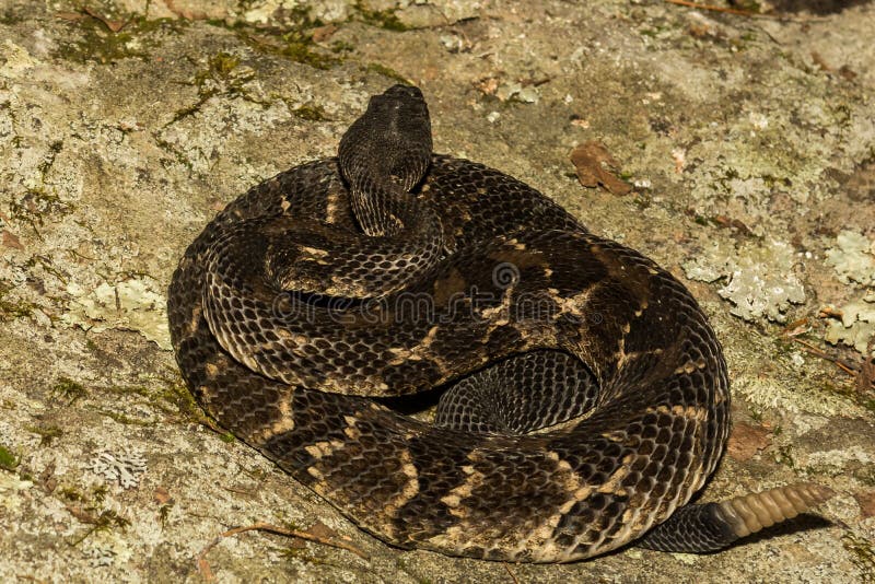 Juvenile Timber Rattlesnake