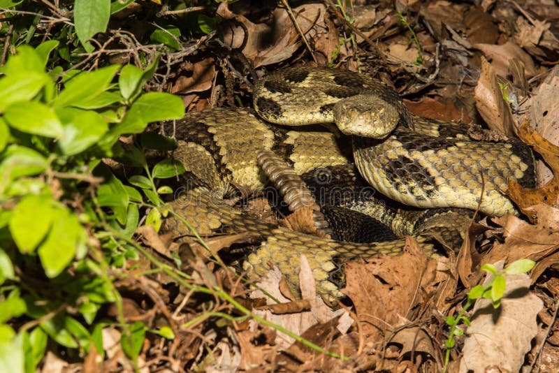 Timber Rattlesnake stock photo. Image of fauna, incredible - 56708084