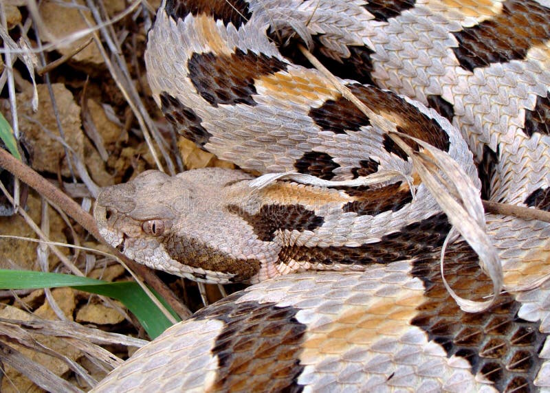 Timber Rattlesnake, Crotalus Horridus Stock Image - Image of nevada ...