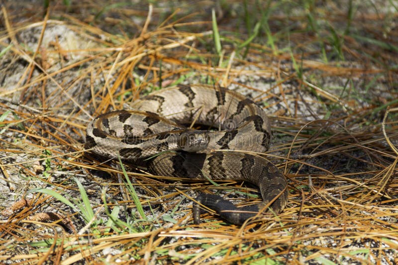 A Timber Rattlesnake Posed To Strike Stock Image - Image of predator ...