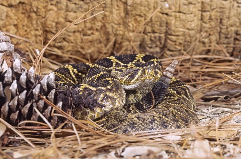 Timber Rattlesnake stock photo. Image of wildlife, nature - 19952800