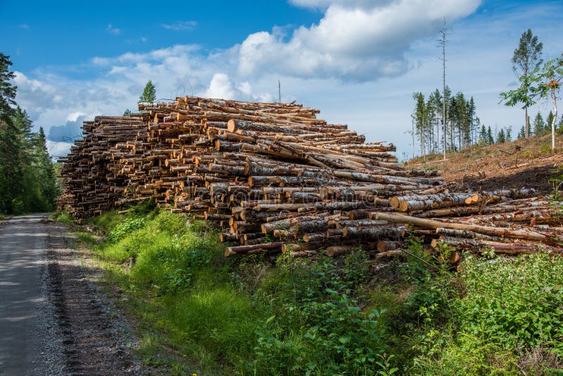 Timber beside a Road in a Forest Stock Photo - Image of forest, clouds ...