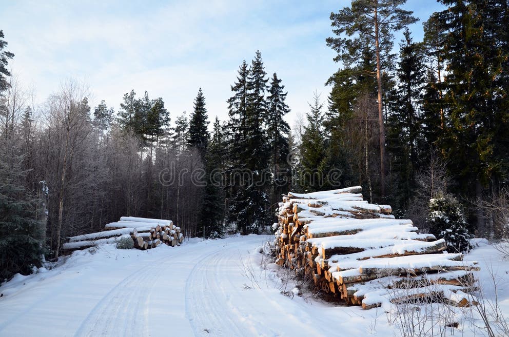 Timber at roadside stock image. Image of road, pile, lumber - 28967459
