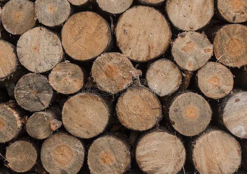 Timber Round Logs Tree Wood Forest Background Lumber Stock Photo ...