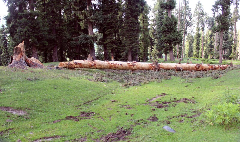 Jungle Lumberjacks Stock Photos - Free & Royalty-Free Stock Photos from ...