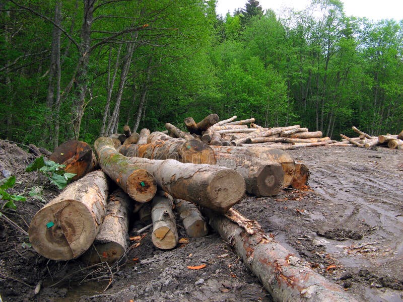 Timber saw cut from forest stock image. Image of balk - 5289157