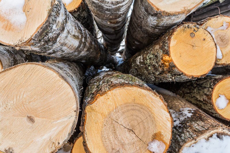 Timber, Sawn Trees of Birch and Poplar Stock Photo - Image of pile ...