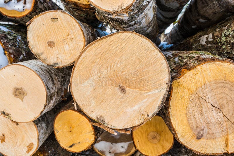 Timber, Sawn Trees of Birch and Poplar Stock Photo - Image of forestry ...