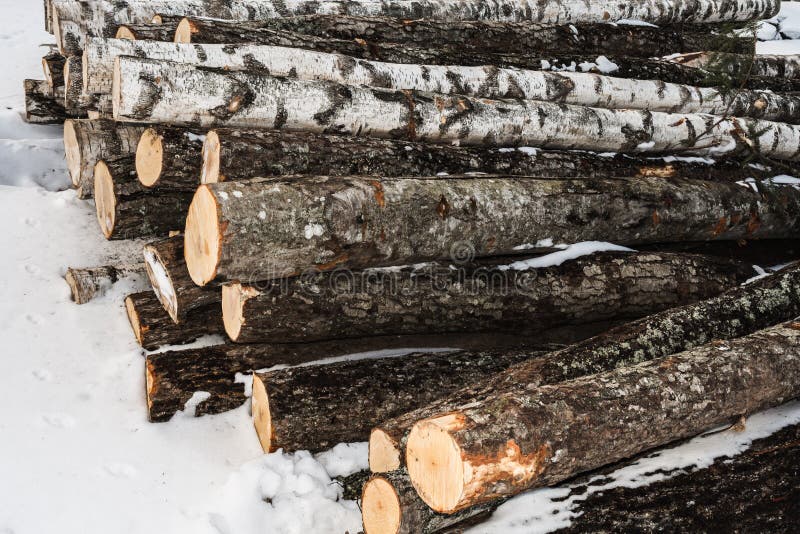 Timber, Sawn Trees of Birch and Poplar Stock Image - Image of cold ...