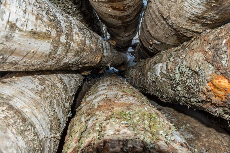 Timber, Sawn Trees of Birch and Poplar Stock Image - Image of material ...