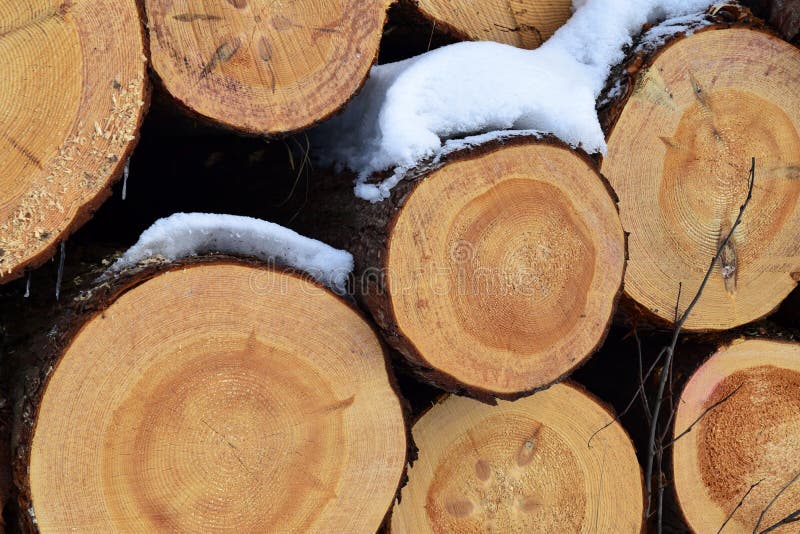 Timber on a Snowy Winter Day. Stock Image - Image of abstract, forest ...