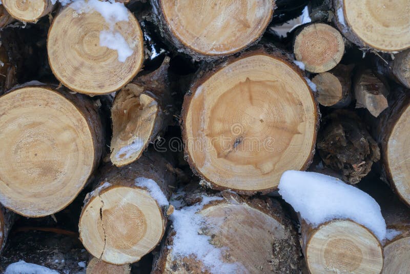 Timber with Snow stock image. Image of material, forest - 245229981