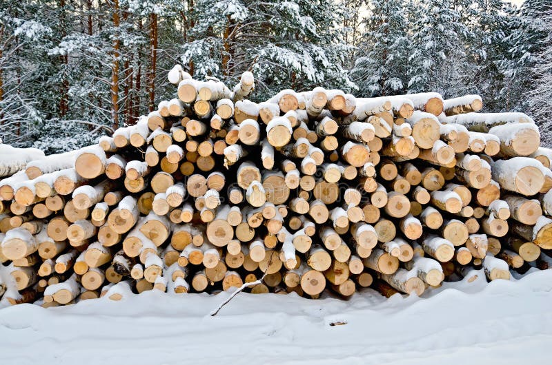 Timber on the Snow in Winter Forest Stock Photo - Image of natural ...