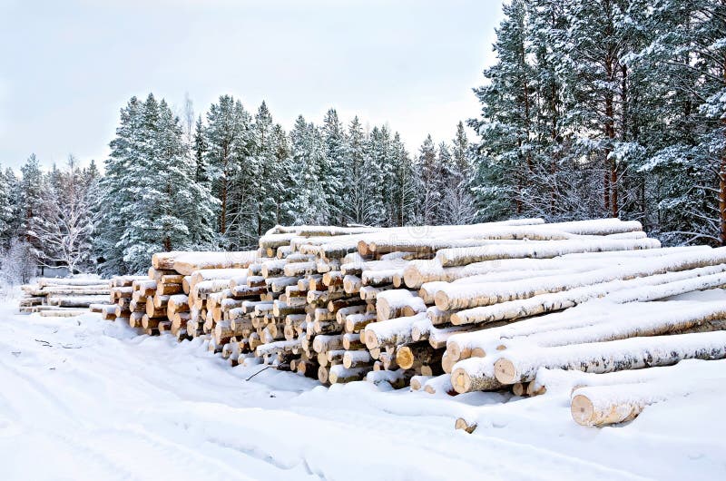 Timber pile in the snow stock photo. Image of outdoors - 23865012