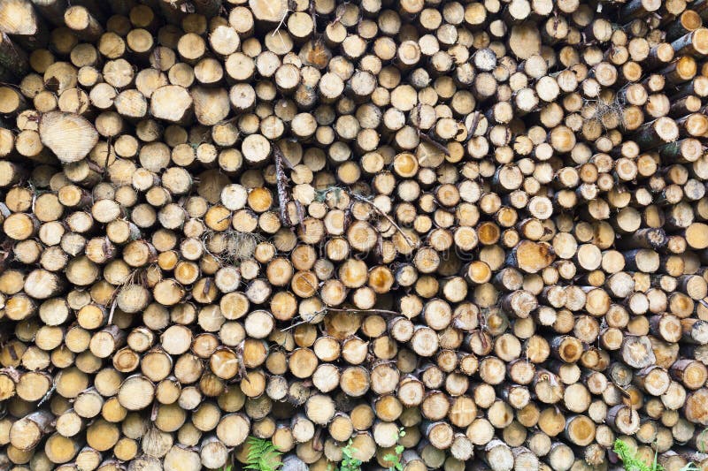 Timber Stack stock image. Image of forestry, industry - 24426047