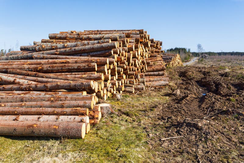 Timber Stack stock image. Image of landscape, forest - 23536877