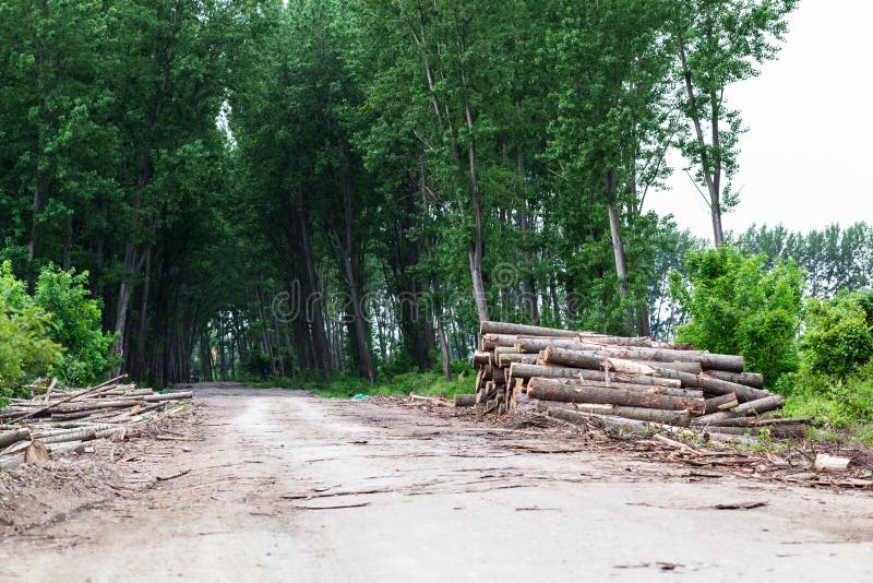 Clearcutting area stock photo. Image of forests, clearcut - 23768554
