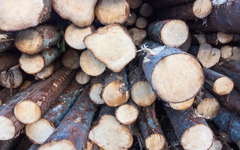 Timber stock image. Image of nature, treetrunk, logging - 32859883