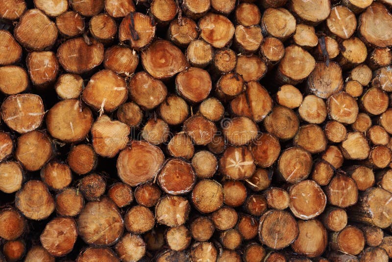 Timber Stacked in the Forest Stock Image - Image of nature, autumn ...
