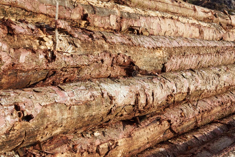 Timber Stacked in the Forest Stock Image - Image of fresh, trees: 62350725