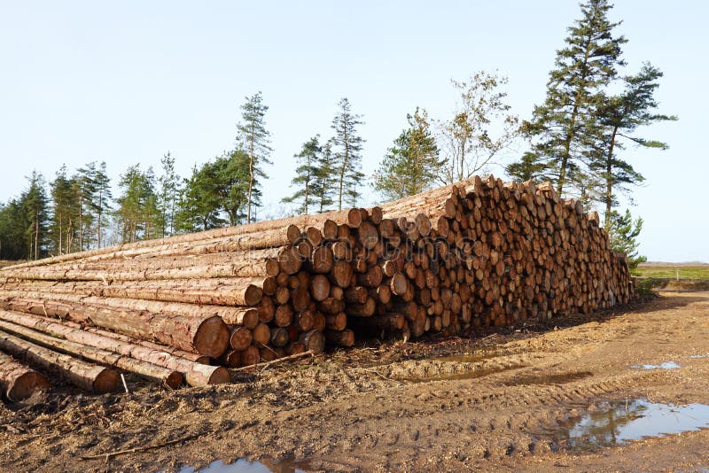Timber Stacked in the Forest Stock Photo - Image of wood, tree: 62350736