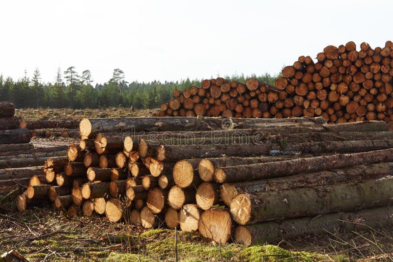 Timber Stacked in the Forest Stock Photo - Image of wood, fresh: 62350752