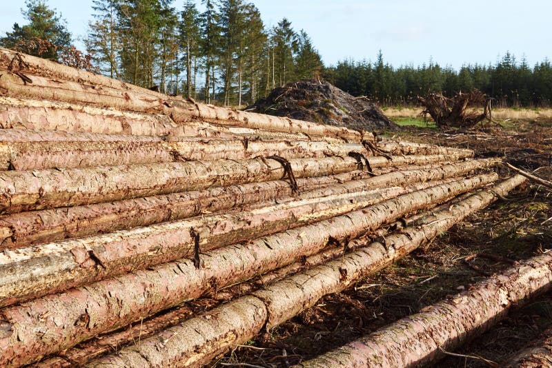 Timber Stacked in the Forest Stock Photo - Image of colorful, fall ...