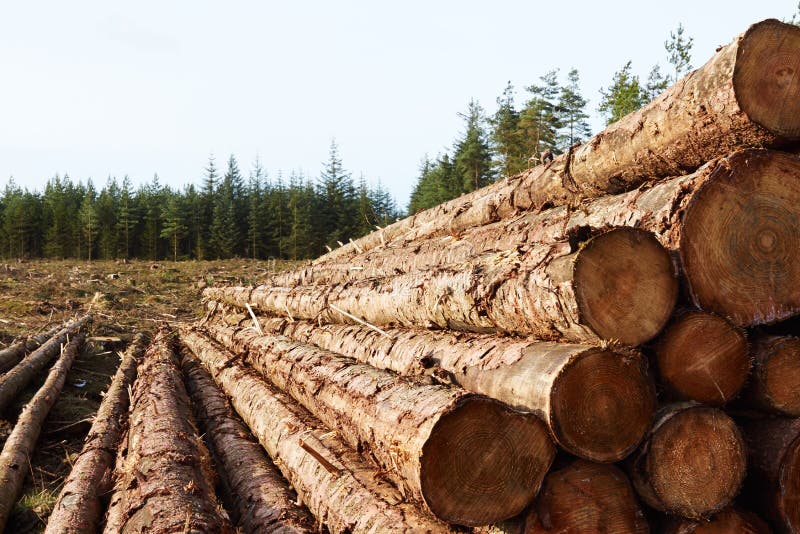 Timber Stacked in the Forest Stock Photo - Image of timber, stacked ...