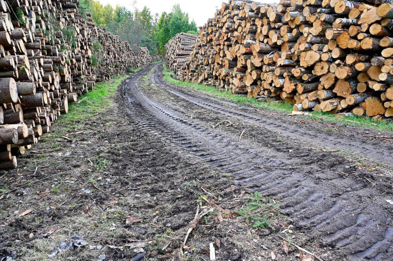 Timber Stacked beside Muddy Forest Road in September Stock Photo ...