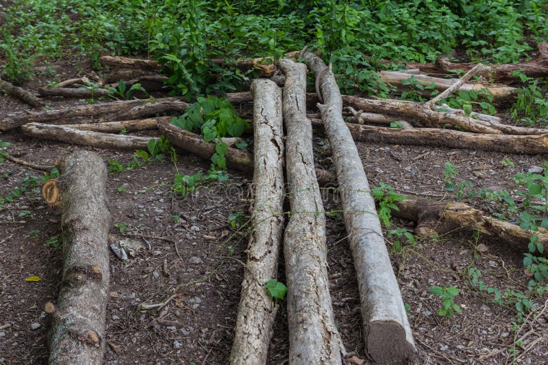 Timber Stacking the forest stock photo. Image of fallen - 55469866