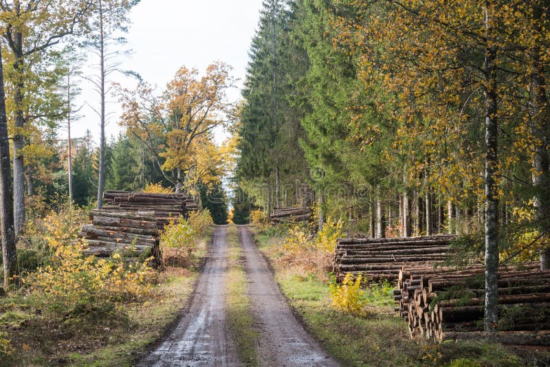 Timber Stacks by a Dirt Road in Fall Season Stock Image - Image of dirt ...