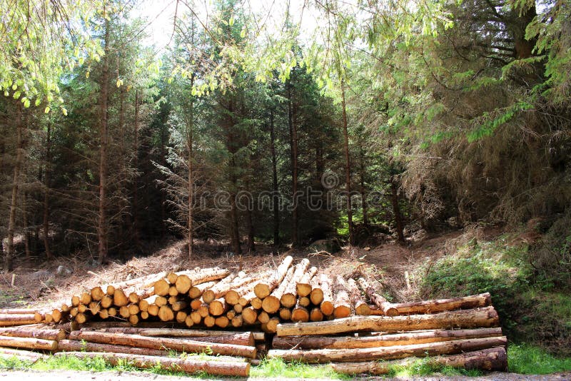 Timber stacks stock photo. Image of summer, nature, stacks - 94117584