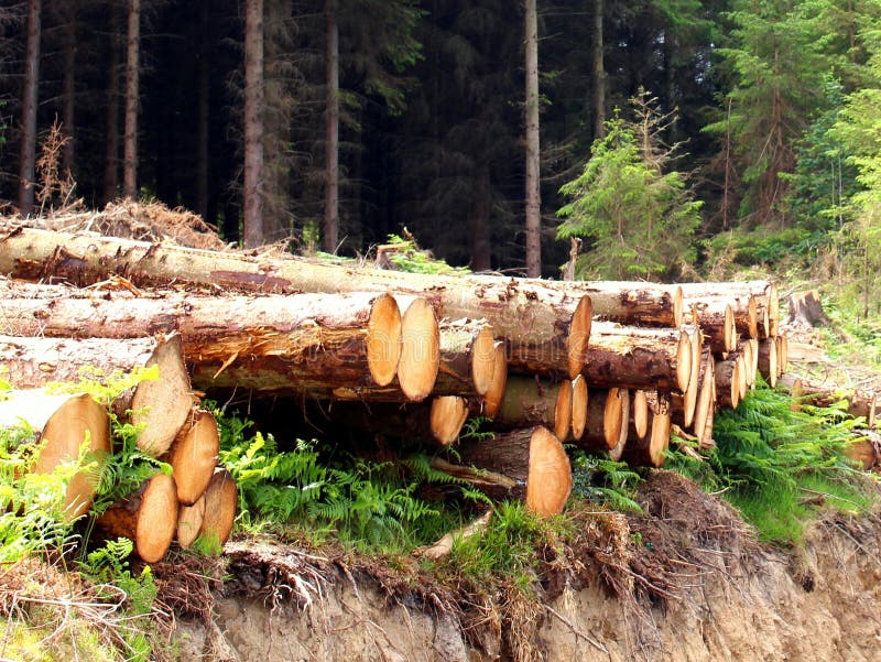 Timber stacks stock photo. Image of tree, stack, ireland - 94117630