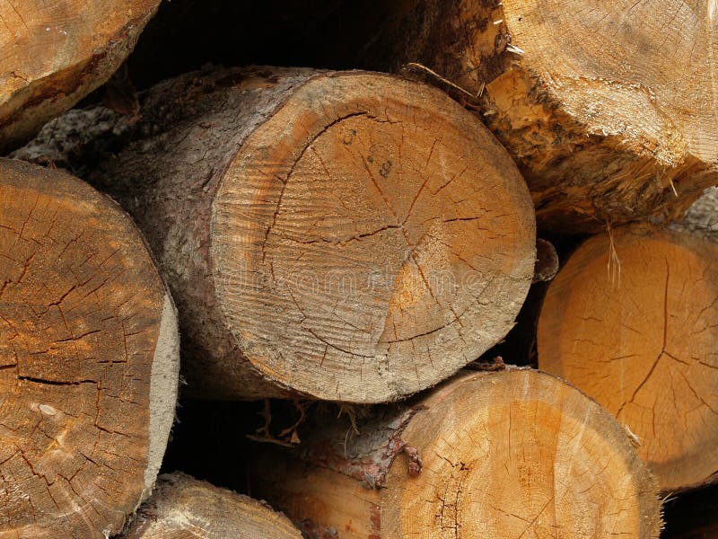 Timber stock stock image. Image of industrial, wood, macro - 6415159
