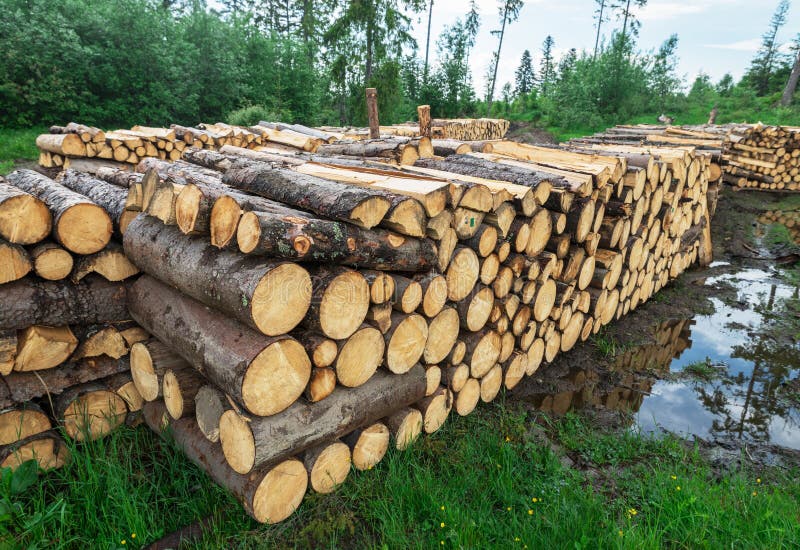 Timber Storage. Log Storage in the Forest Stock Photo - Image of ...
