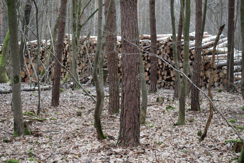 Timber Storage Seen from the Forest Stock Photo - Image of storage ...