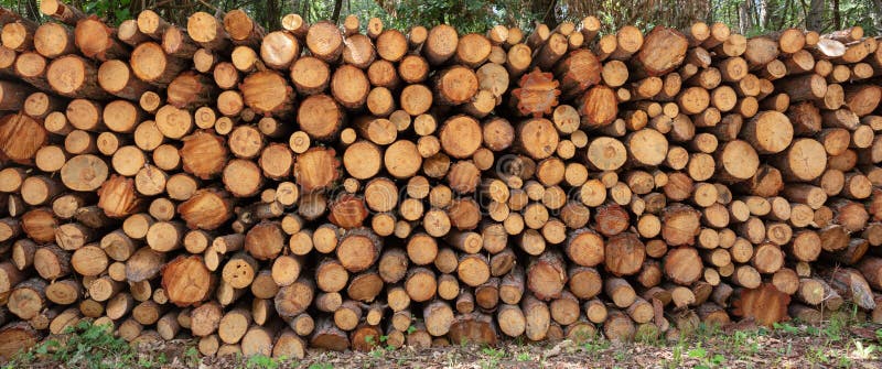 Timber Storage, Tree Log Stack Background. Firewood Stock in Forest ...