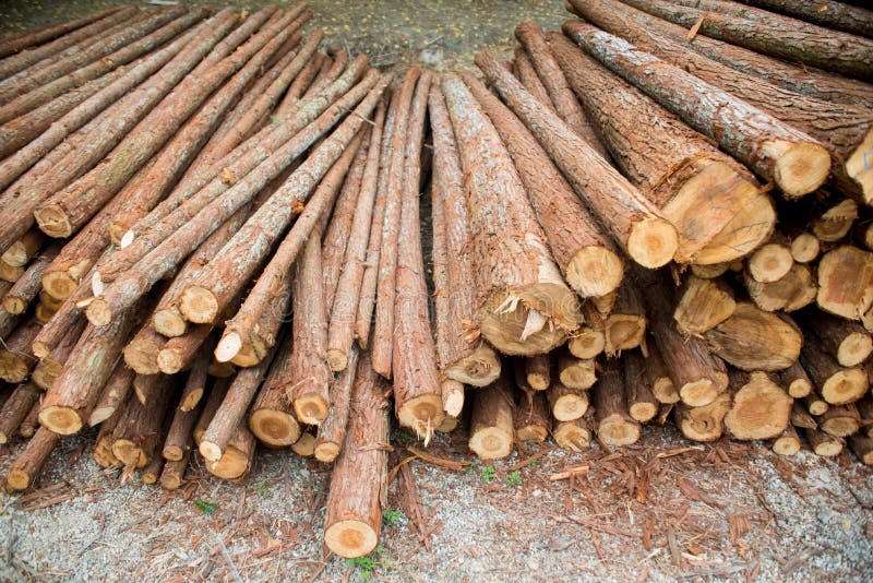 Timber texture stock image. Image of primary, storing - 52076883