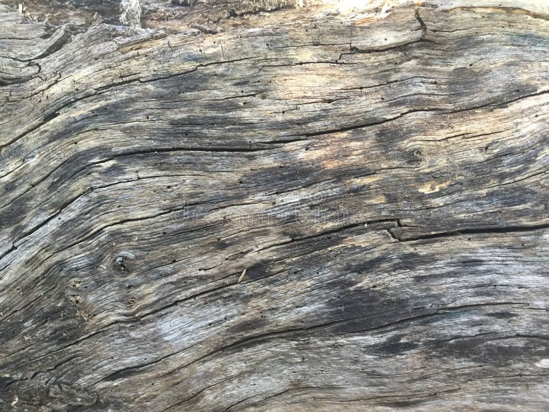 Timber texture 03 stock image. Image of logs, fallen - 68990711