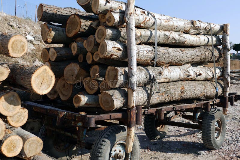 Timber Trade, Cut Trees Stand in Rows, Large Timber Trees on Trailer ...